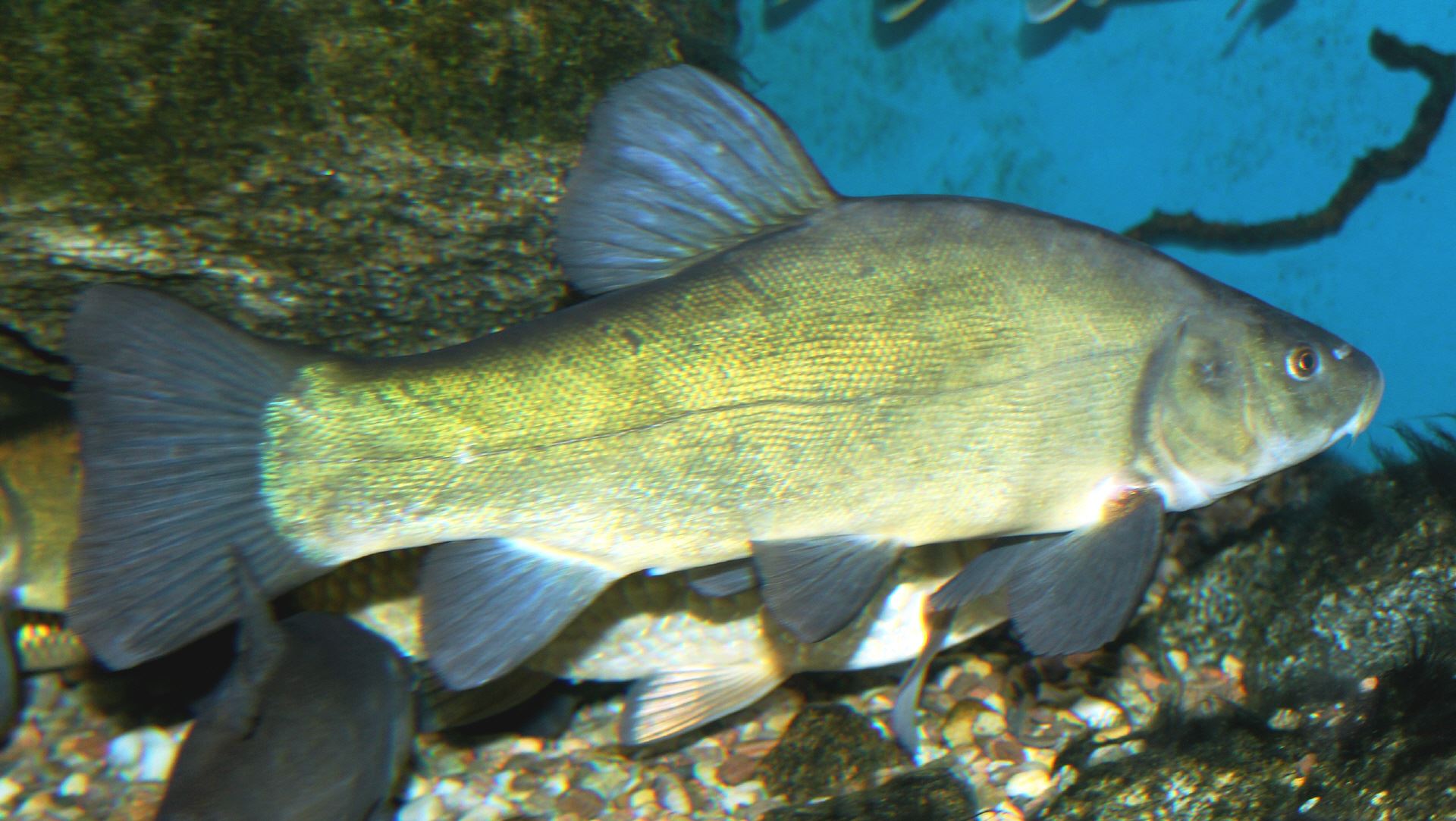 Fisch des Jahres
